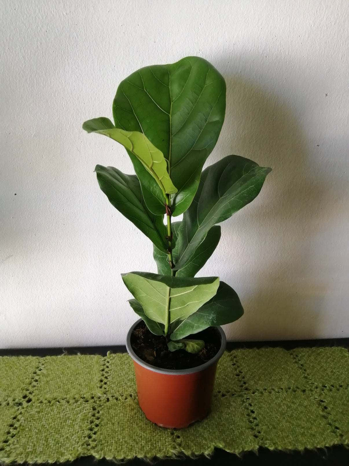 Ficus Lyrata o Gomero Pera | Plantas a Domicilio | Tienda Online ...